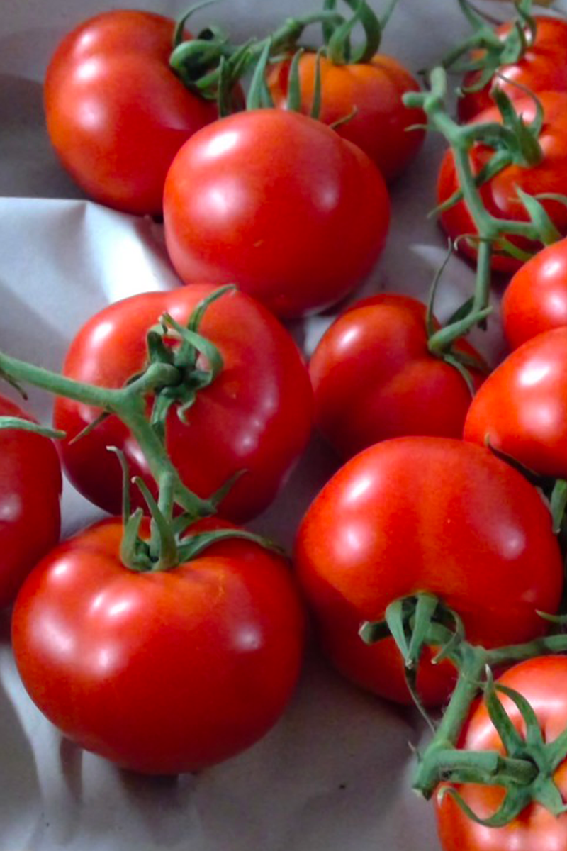 Nos tomates – Frulexxo